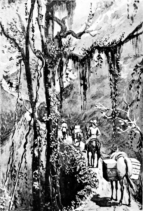 Las orquídeas colombianas en Europa en el siglo XIX | La Red Cultural ...