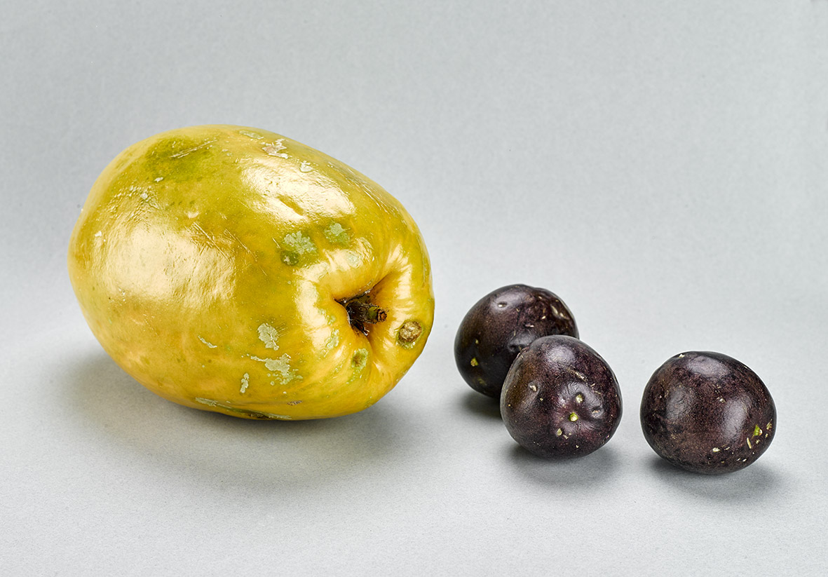 Inicios de la domesticación de plantas | La Red Cultural del Banco de ...