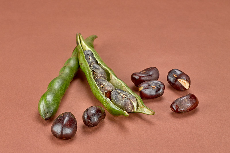 Especies del Jardín arqueobotánico | La Red Cultural del Banco de la ...