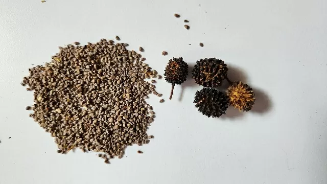 ABC de las semillas: guardianes de semillas en entornos rurales y ...