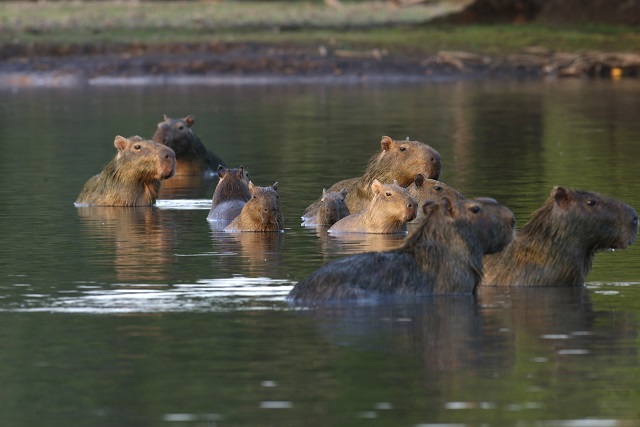 Archivo fotográfico de biodiversidad – Juan Manuel Renjifo Rey | La Red ...
