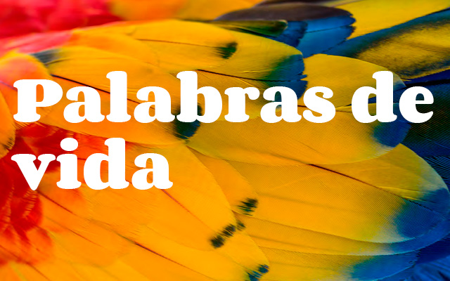 ‘Palabras de vida’, los objetos y saberes indígenas al alcance de todos ...