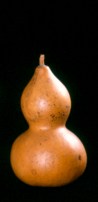 Especies del Jardín arqueobotánico | La Red Cultural del Banco de la ...