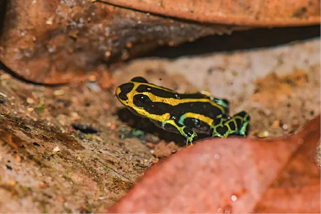 El lado anfibio de Colombia | La Red Cultural del Banco de la República