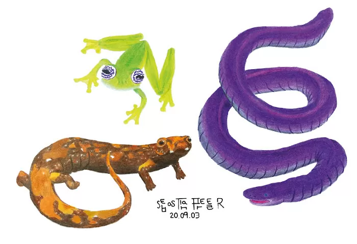 El lado anfibio de Colombia | La Red Cultural del Banco de la República