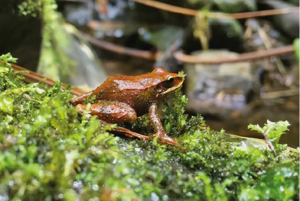 El territorio del Cauca medio y su diversidad biológica | La Red ...