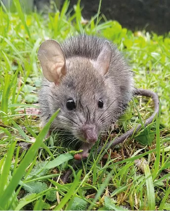 Las especies introducidas en Colombia: desde plantas hasta grandes ...