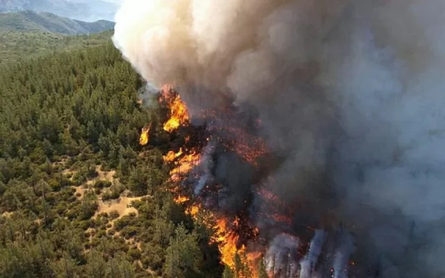 Incendios forestales, ¿qué es el material particulado y cómo mitigar su ...