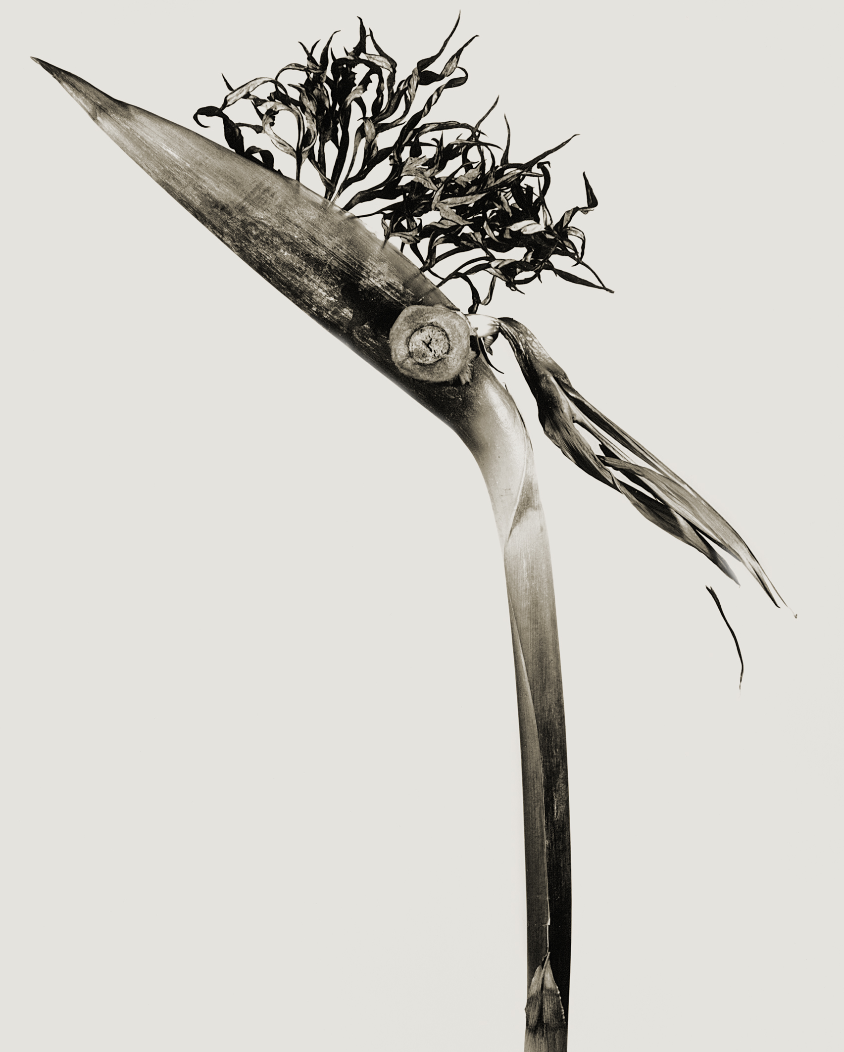La exposición - Herbarium 1982-1985 | La Red Cultural del Banco de la ...