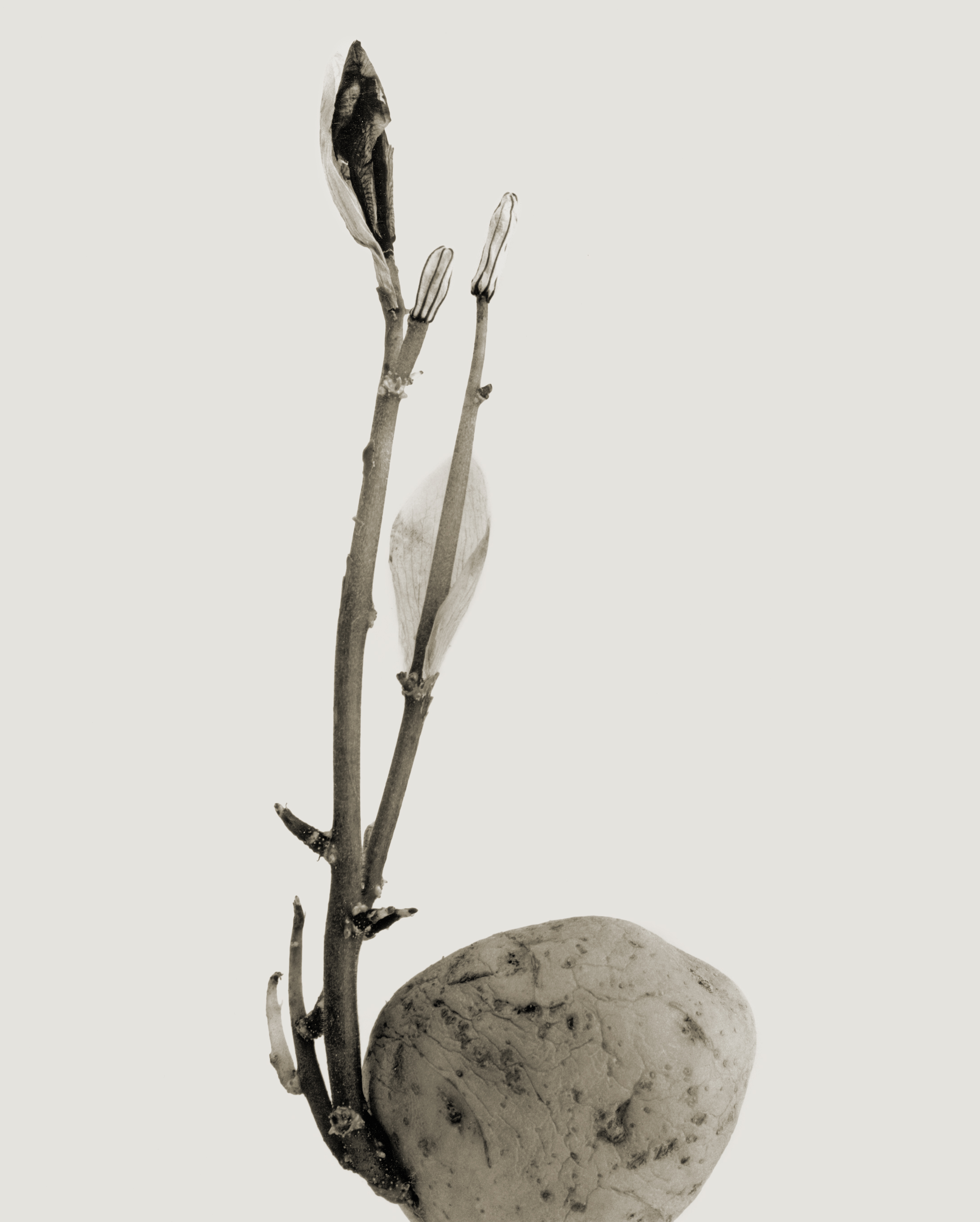La exposición - Herbarium 1982-1985 | La Red Cultural del Banco de la ...