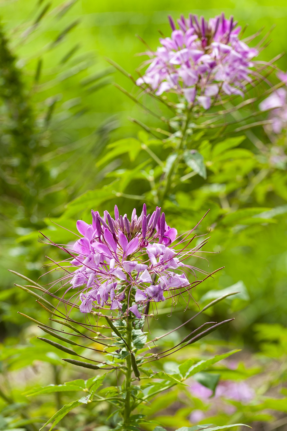 Plantas para atraer mariposas a su jardín | La Red Cultural del Banco ...