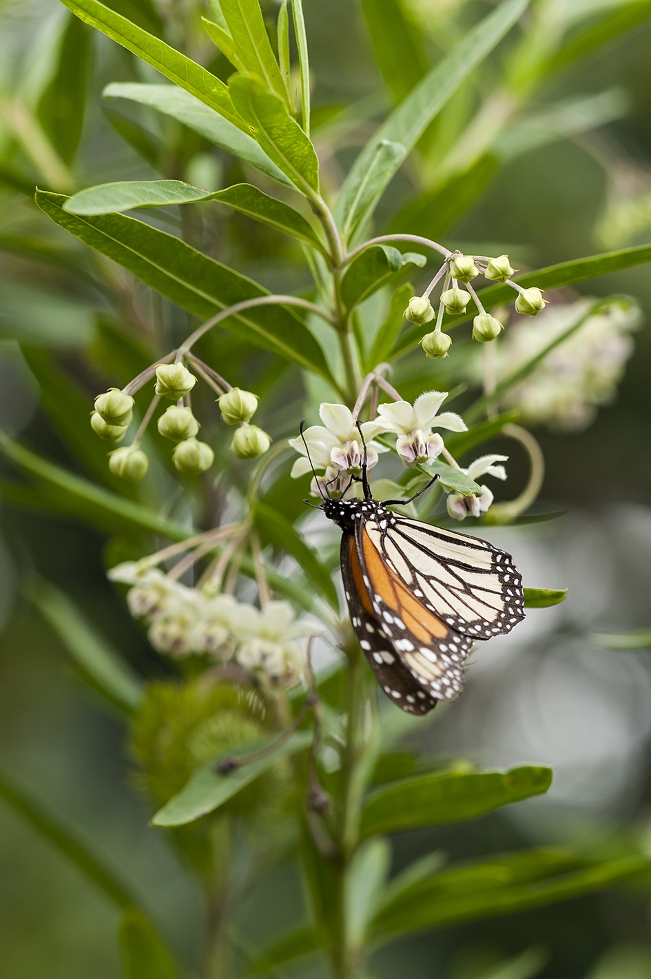 Plantas para atraer mariposas a su jardín | La Red Cultural del Banco ...