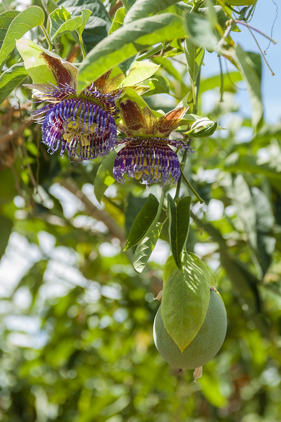 Plantas para atraer mariposas a su jardín | La Red Cultural del Banco ...