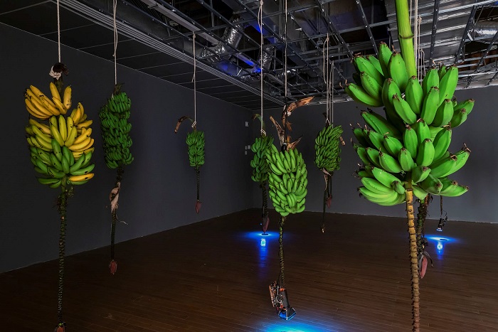 Musa Paradisíaca | La Red Cultural del Banco de la República