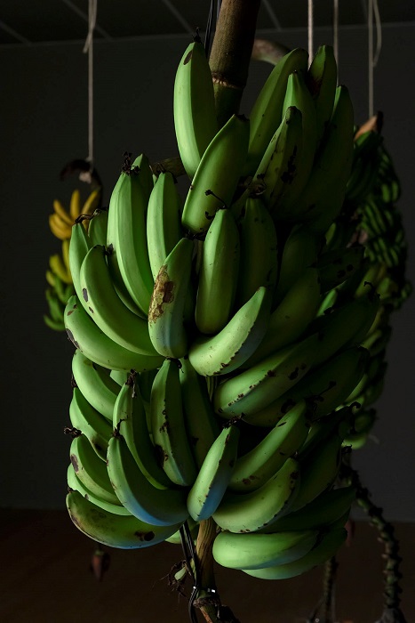 Musa Paradisíaca | La Red Cultural del Banco de la República