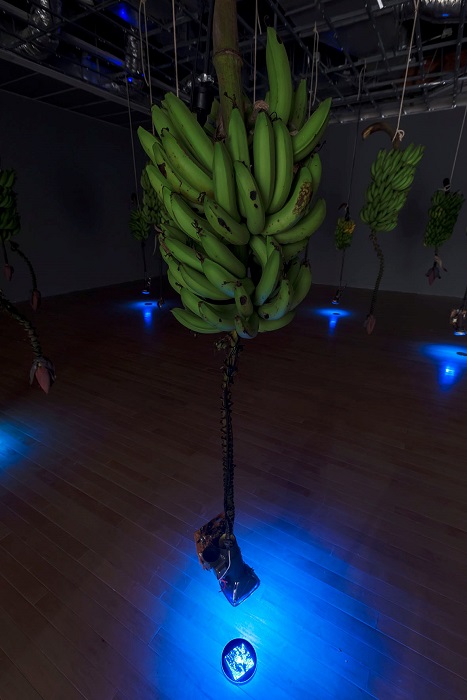 Musa Paradisíaca | La Red Cultural del Banco de la República