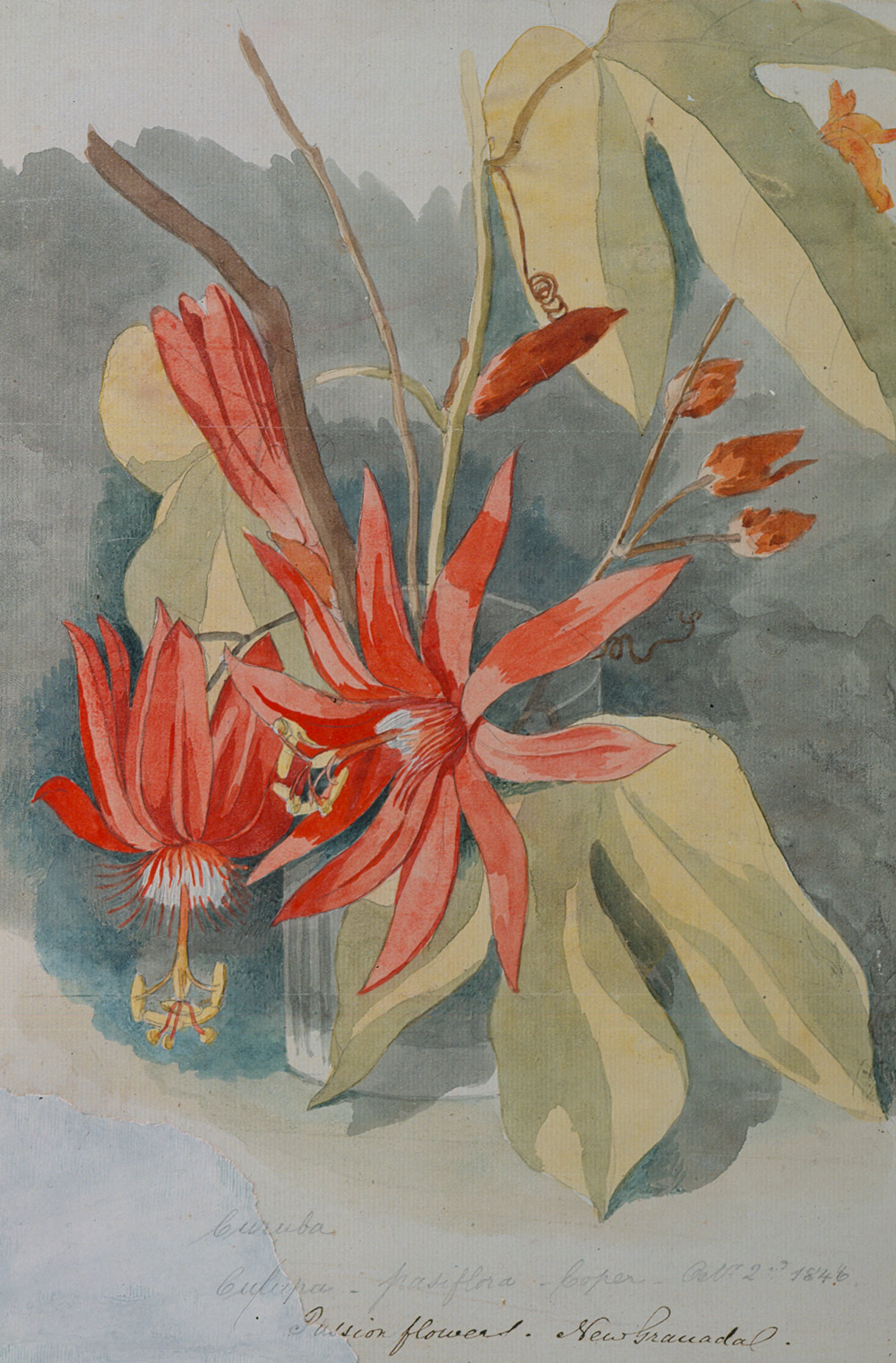 Flora y fauna | La Red Cultural del Banco de la República